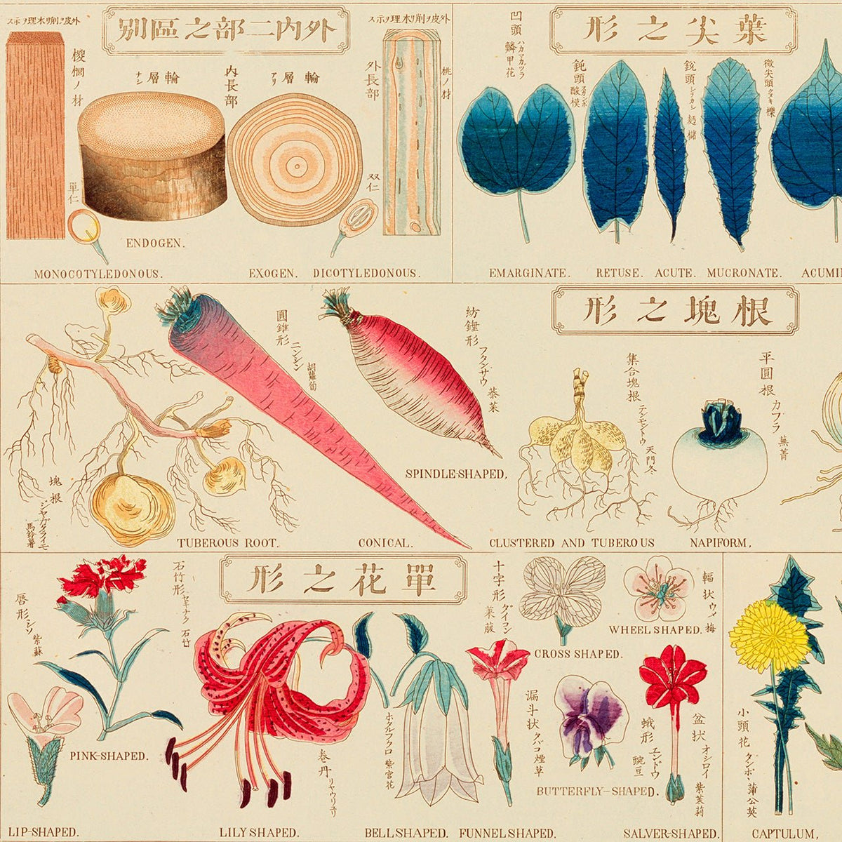 Chart of plants Prints & Posters - Japonica Graphic