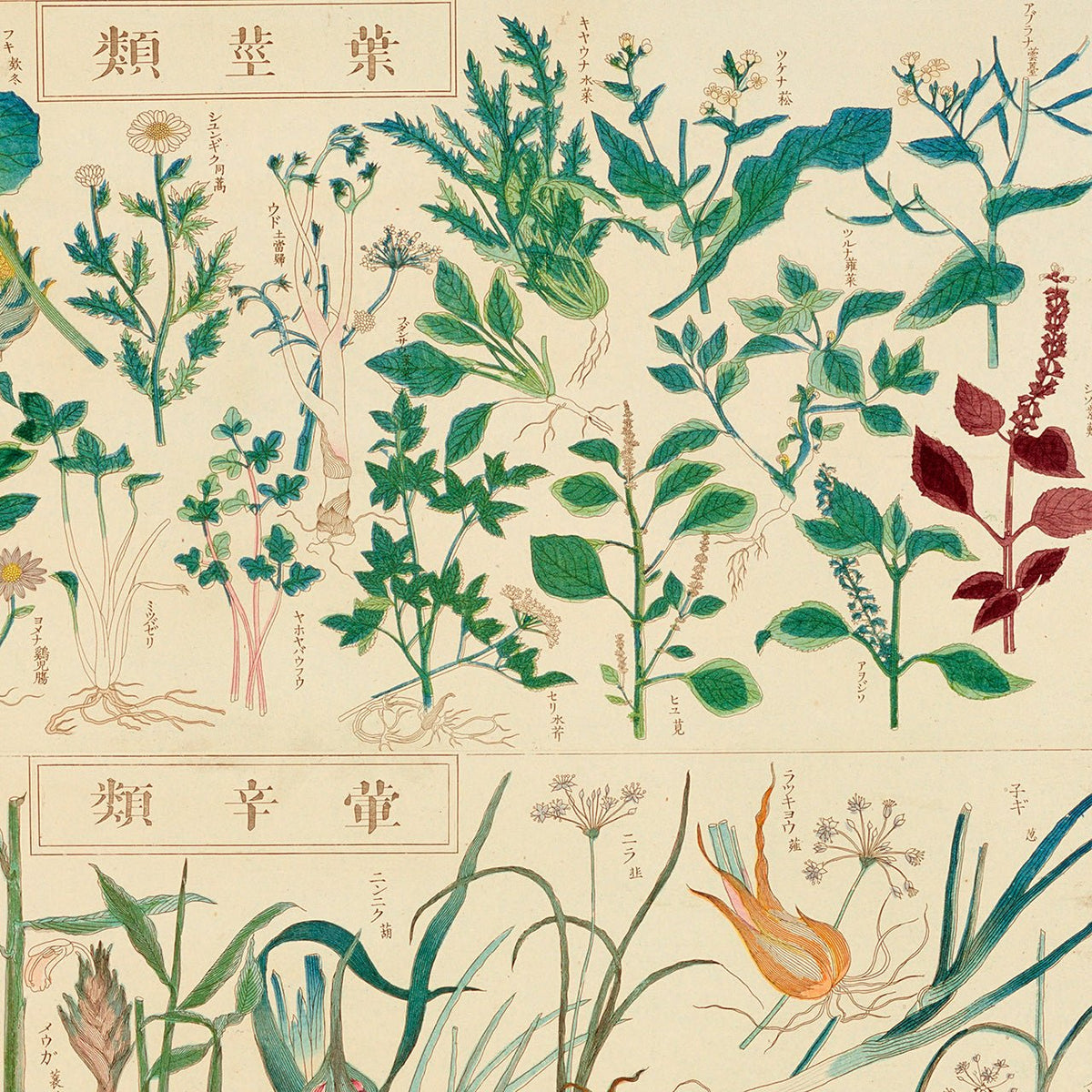 Chart of plants Prints & Posters - Japonica Graphic