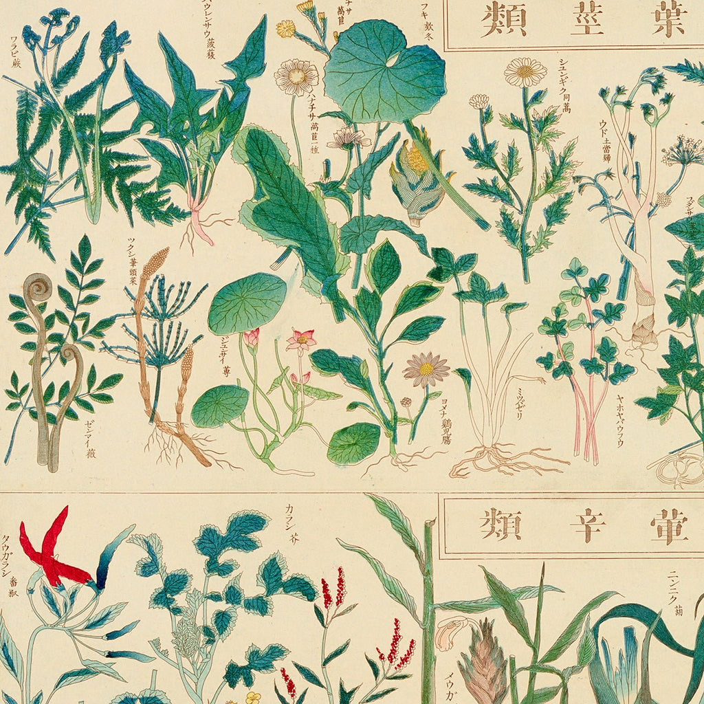 Chart of plants Prints & Posters - Japonica Graphic